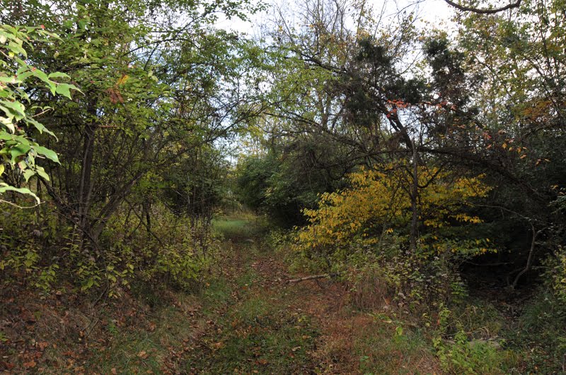 Shor Park and Tealtown Nature Preserve