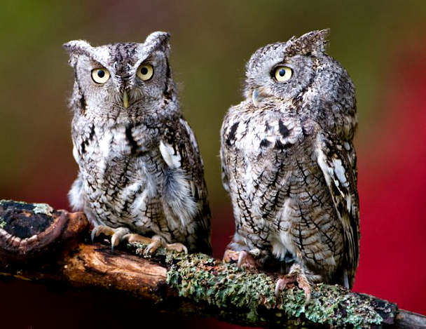 Bellas Aves de El Salvador: Megascops (Otus) cooperi (búho del pacífico ...