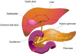 What is Biliary Atresia ~ Digestive Diseases