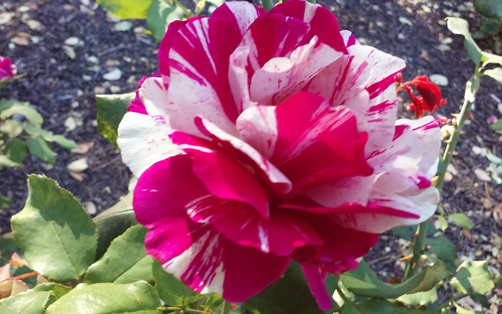 Life: Living Real...: Roses...