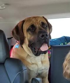 Delicious Ambiguity: Pumpkin Muffins with Cream Cheese Coconut Frosting