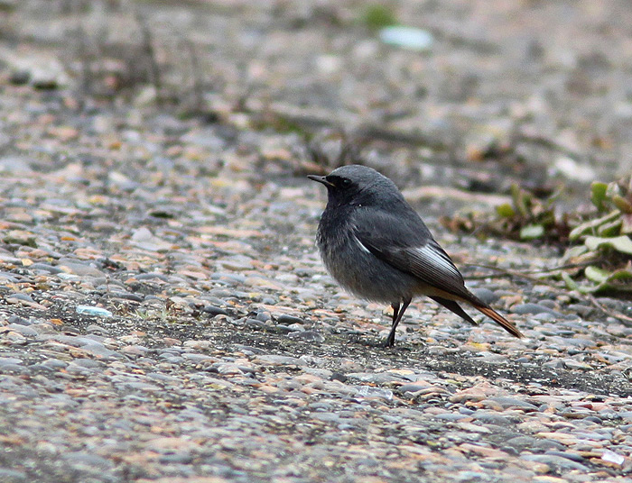Kent Dragonflies: Birding in all Weathers!