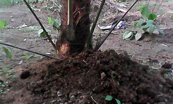 Budidaya Aren : Aren Dari A Sampai Z Dalam Foto