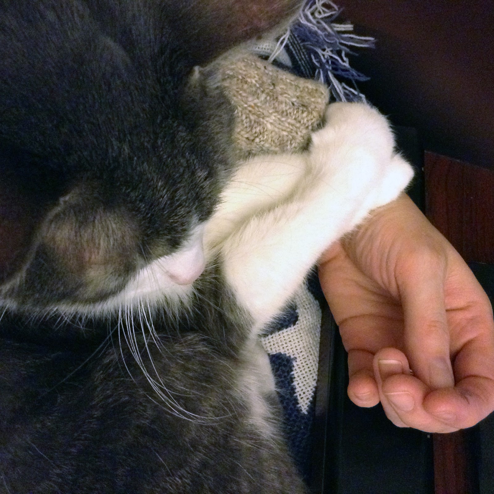 It's all about the cats!: Crossed paws