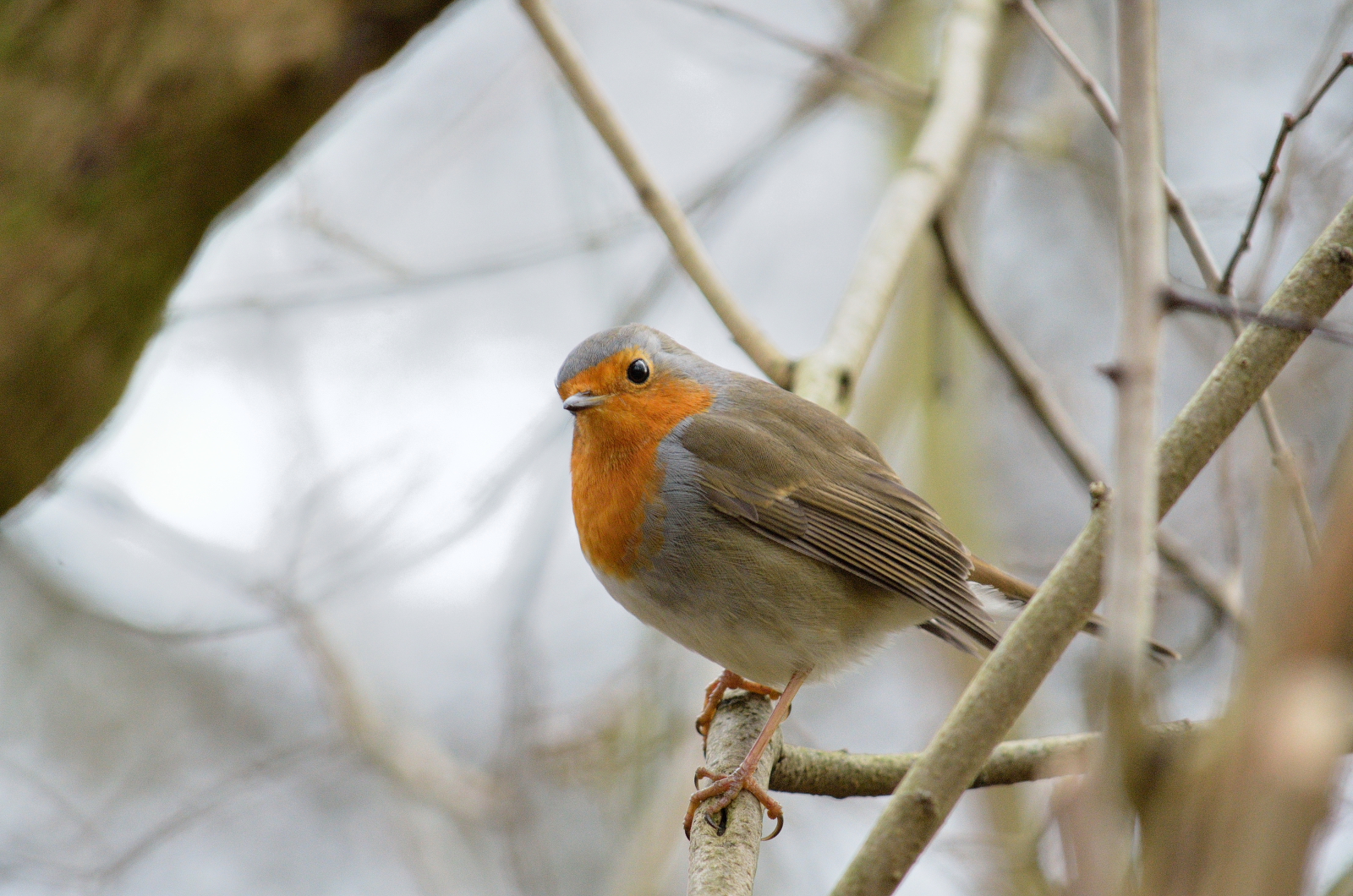 Les oiseaux et autres Animaux de nos jardins et forets: décembre 2012