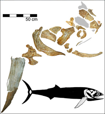 Species New to Science: [Palaeontology • 2010] Bonnerichthys gladius ...
