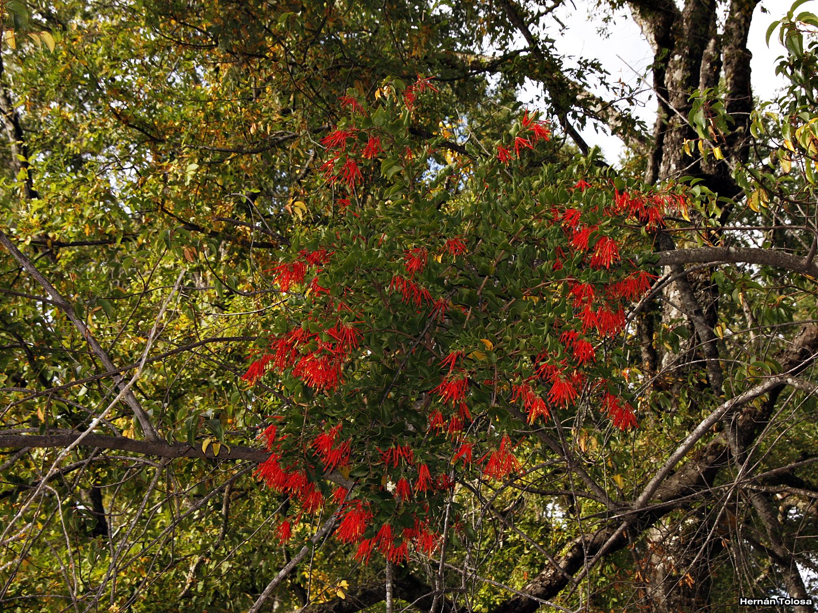 Patagonia: Quintral (Tristerix corymbosus)