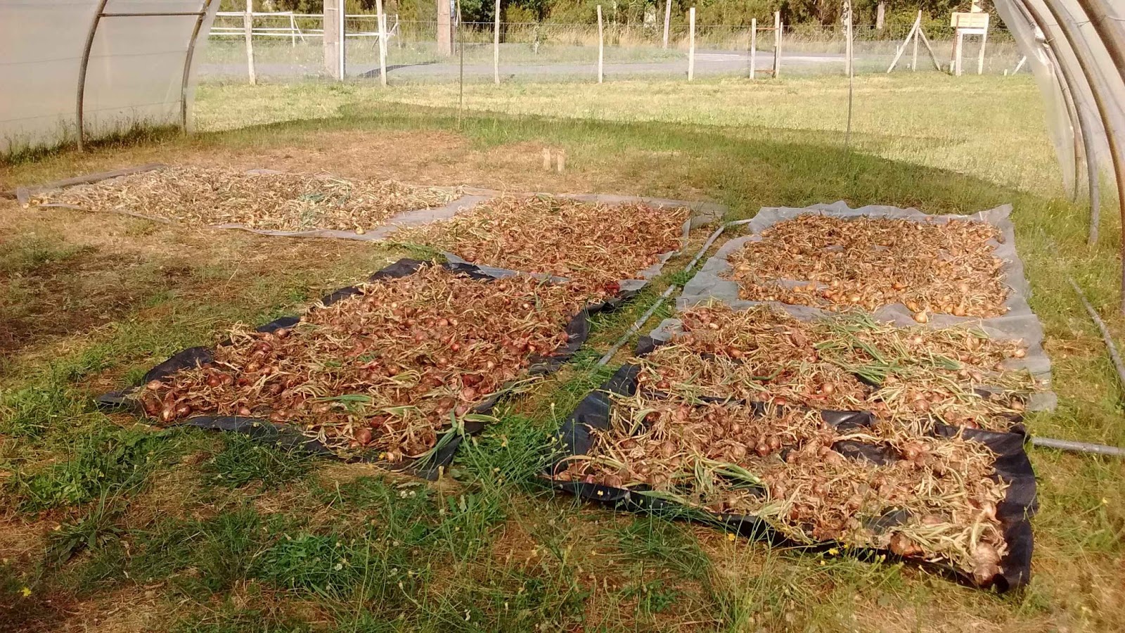 Les jardins de Petite Lande: Les oignons