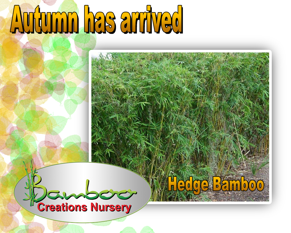 Bamboo Creations Victoria: Bamboo in Autumn