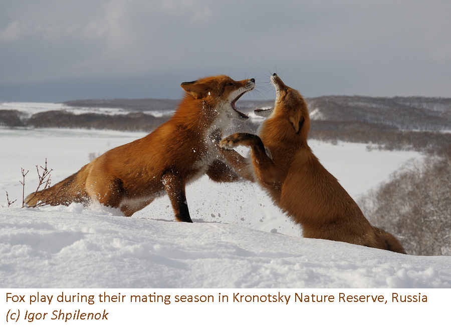 Igor Shpilenok: Red fox wedding.