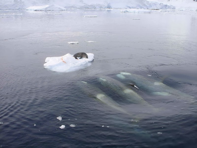 Synapse Science Magazine: The KILLER whale