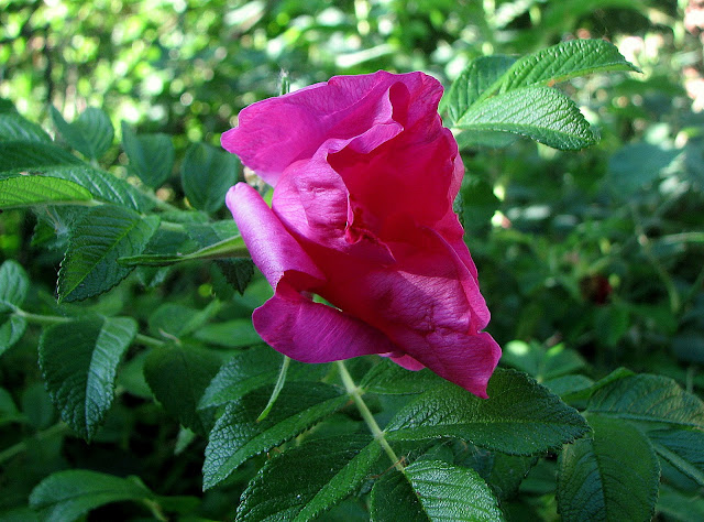 L'orto dei colori: Rose Rose Rose!