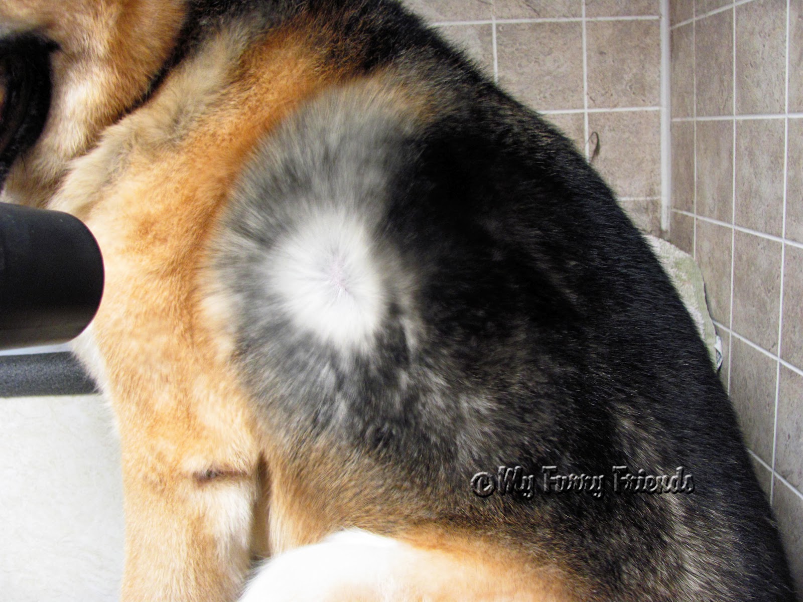 Pet Grooming: The Good, The Bad, & The Furry: Shaving a Shepherd