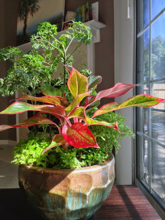 The Rainforest Garden: How to Combine Houseplants for Easy Indoor Gardens