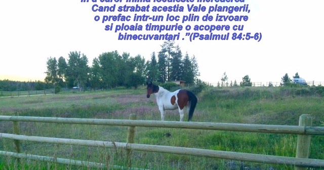 Speranta: CORZILE VIORII