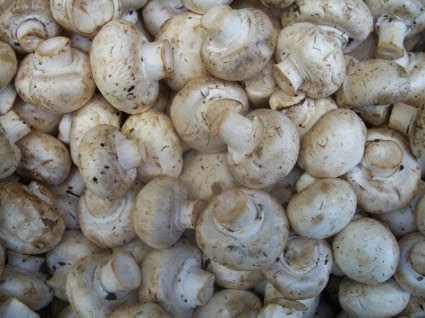 Naravna znanost o zdravju: GOBE