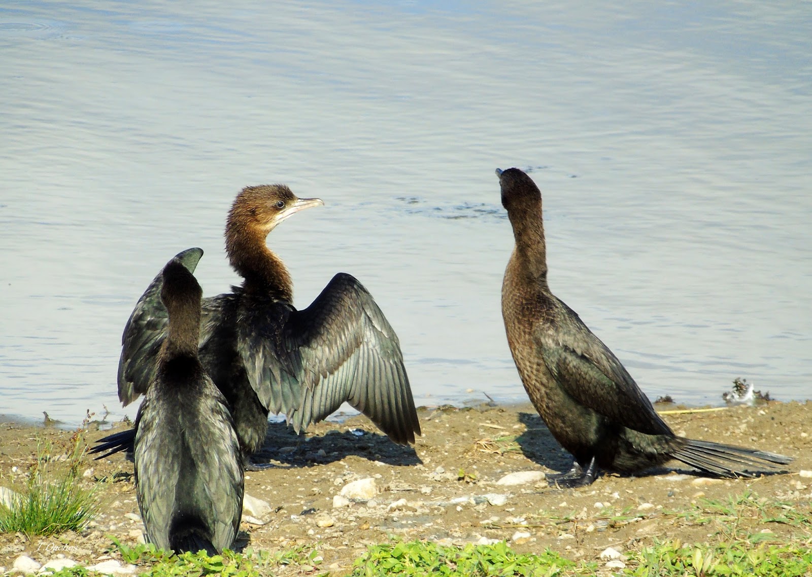 PASARI DIN ROMANIA: CORMORAN MIC, Microcarbo pygmeus