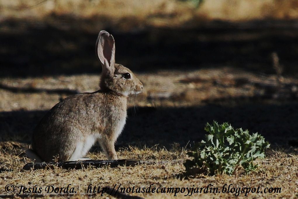Notas de campo y jardín: El conejo de la vida, el conejo de la muerte