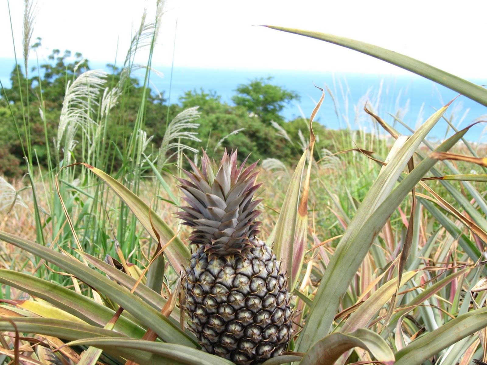 Ananas - to również może być roślina doniczkowa!
