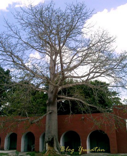 LA CEIBA O YAAXCHÉ, ÁRBOL SAGRADO - BLOG YUCATÁN