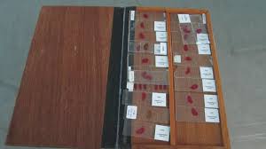 Pengertian Histologi, Cara Mudah dan Praktis Membuat Preparat Basah ...