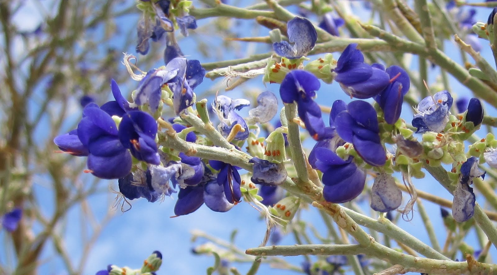Cannundrums: Indigo Bush
