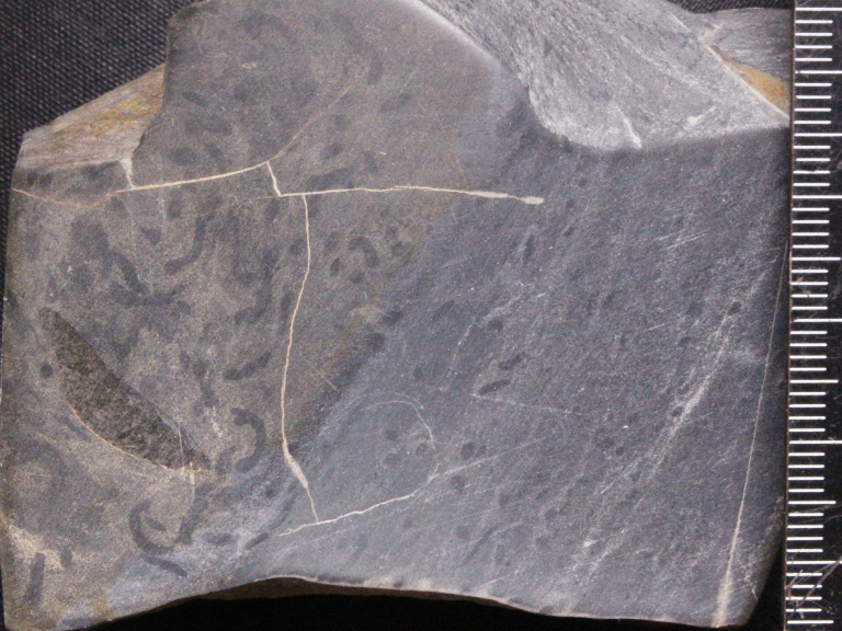 山口県の自然史: ジュラ系豊浦層群阿内層の生物擾乱泥岩を構成するPhycosiphon cf. incertum 単一相 ...