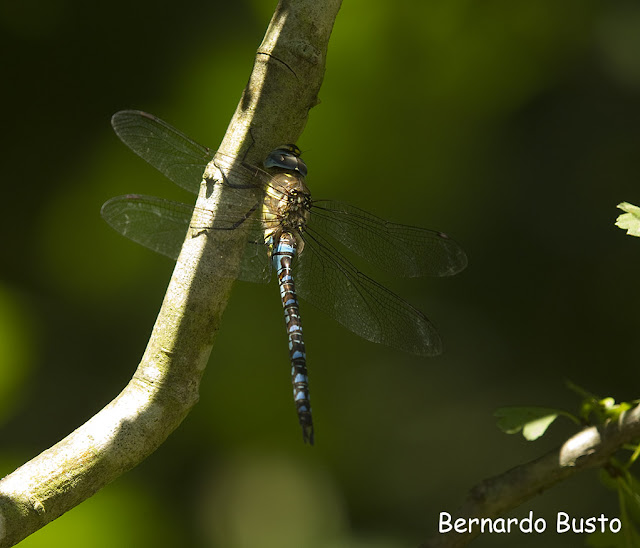 RÍA DE LA VILLA: Dos libélulas
