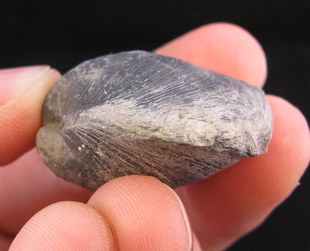 Views of the Mahantango: Athyris spiriferoides brachiopod from the ...