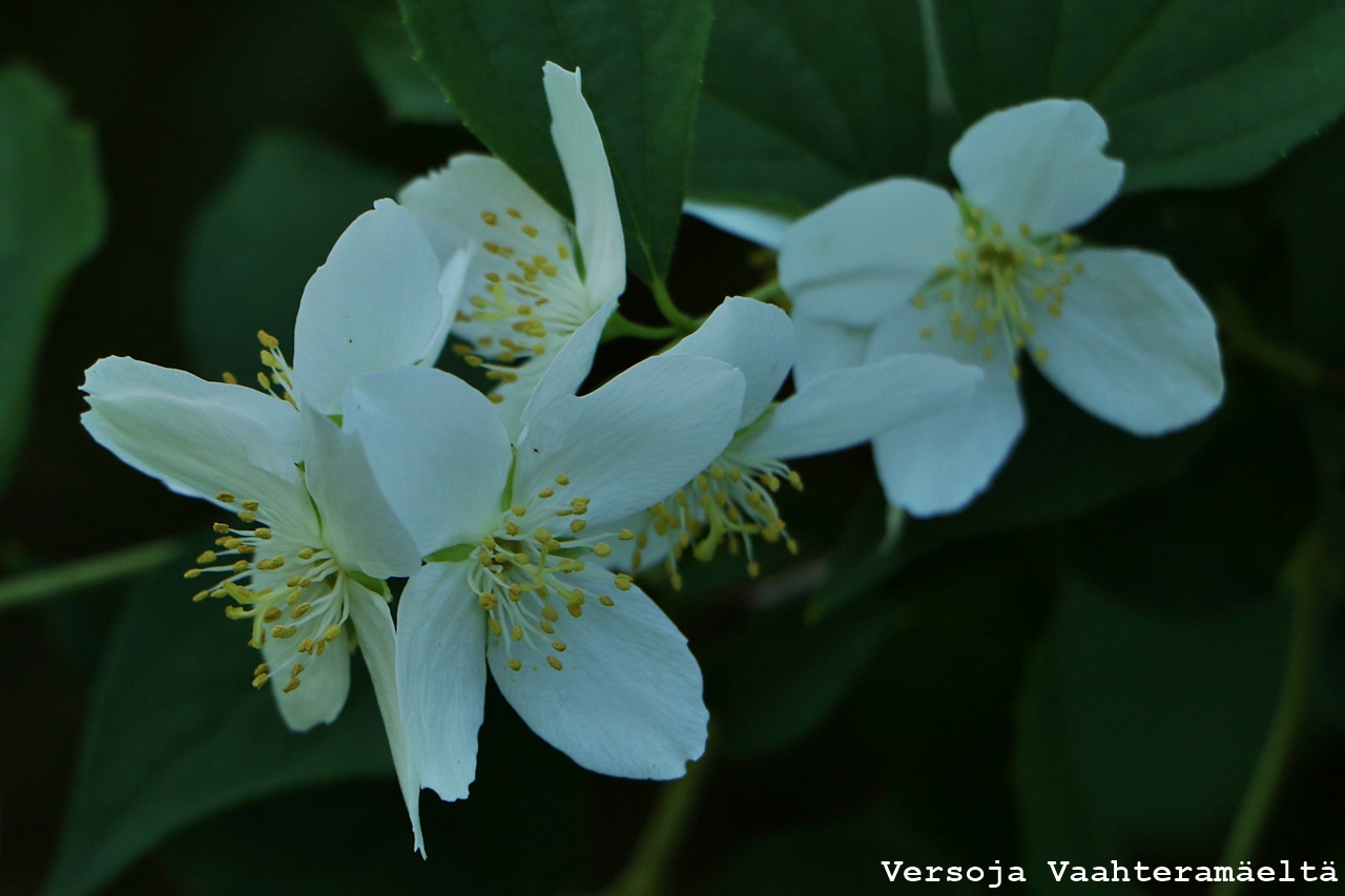 Versoja Vaahteramäeltä : Suloinen pihajasmike