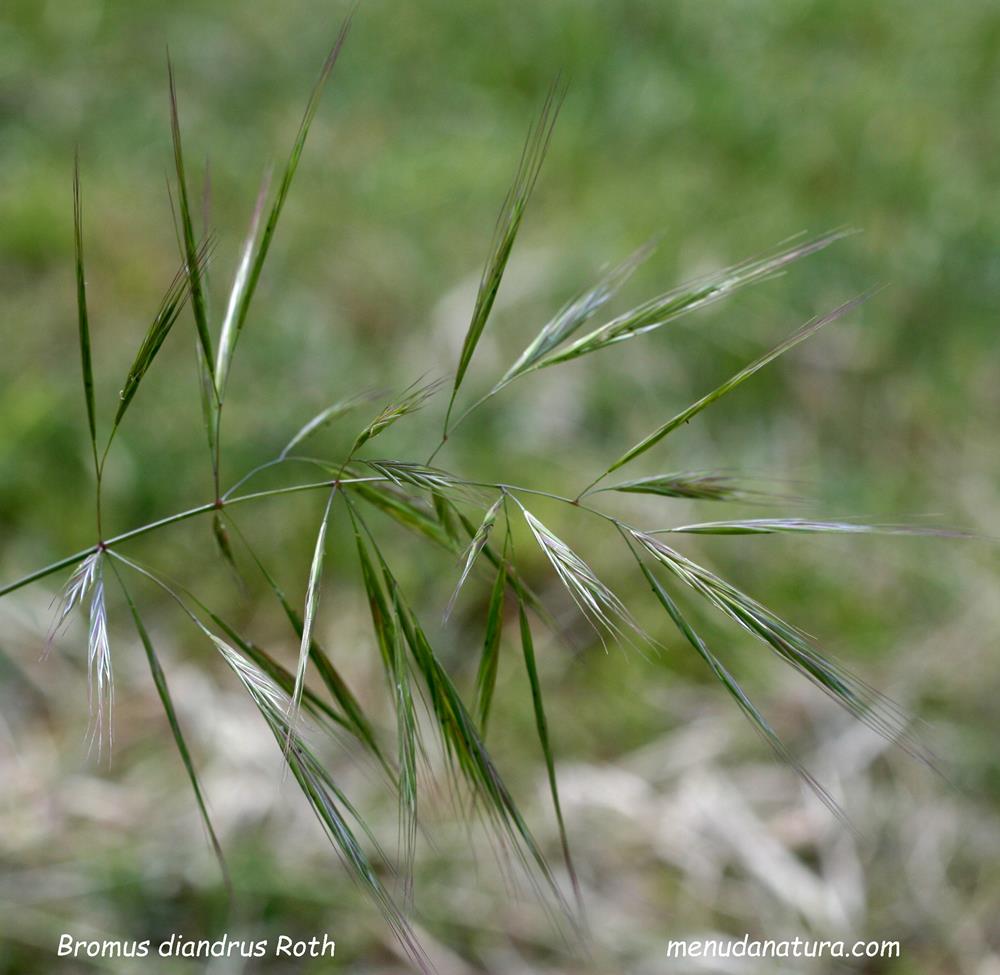 Menuda Natura: Bromus diandrus Roth