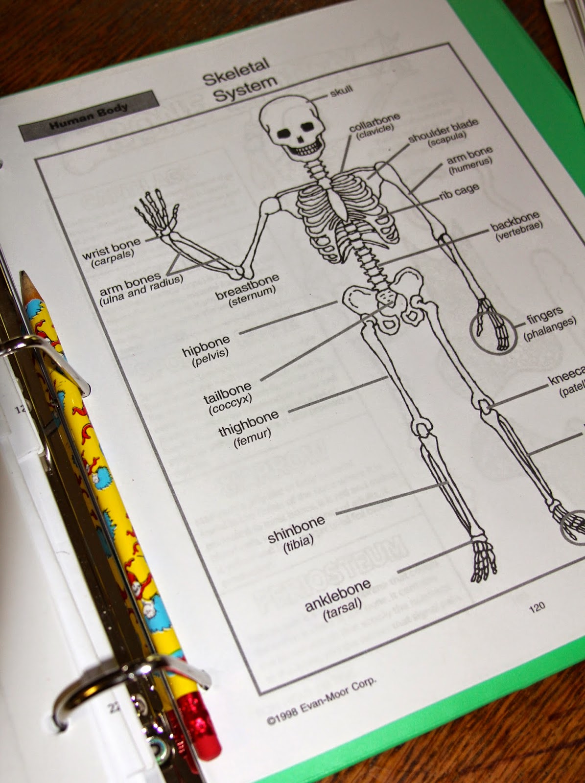 The Fantastic Five: Dem Bones, Dem Bones (Skeletal System Activities)