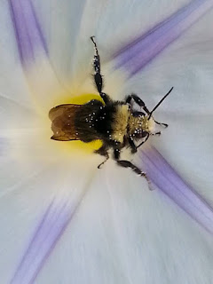 Lioness in Exile: 2015