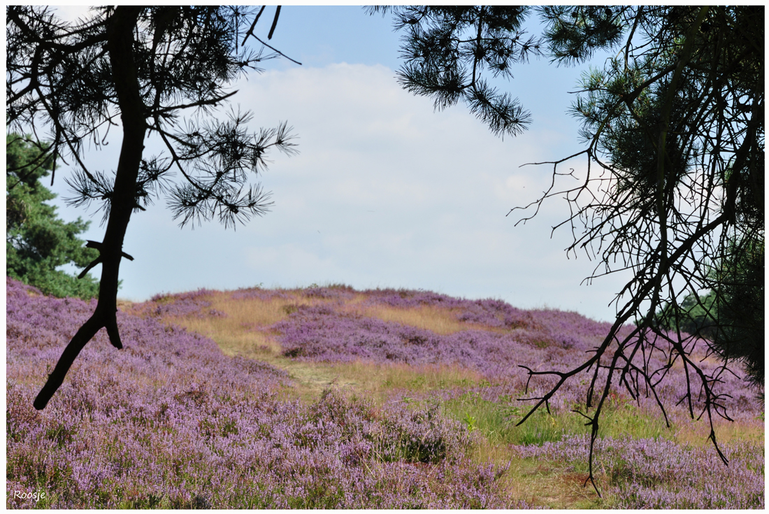 Natuur, cultuur en alles wat boeit ...: De heide bloeit