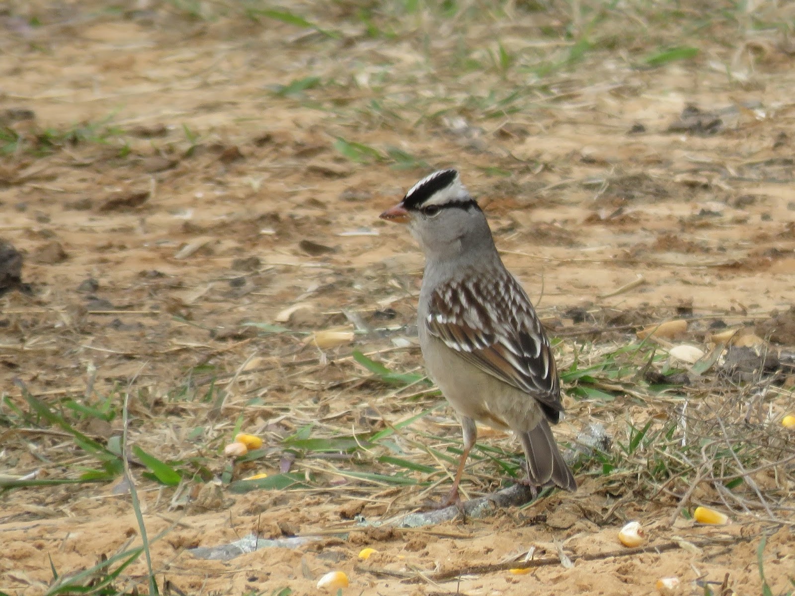 Poth picture of the day: Random bird pictures from today...