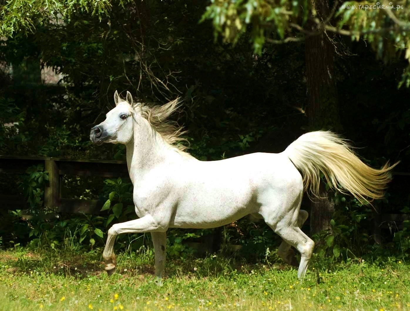 Nasza pasja - Konie: Wszystko o koniach
