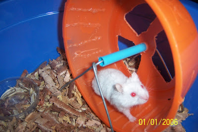 HamsterkuBali: Membuat Mainan Hamster