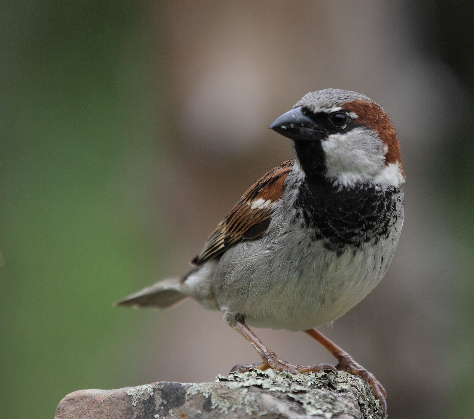 ASOCIACION CULTURAL NATURATECA: Aves de Ateca : Gorrión