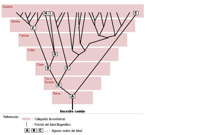 Biologia 1: Taxonomía y nomenclatura