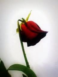 Gambar Bunga Mawar Layu - GAMBAR BUNGA MAWAR