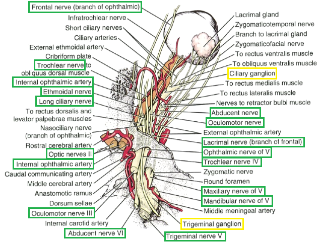 Eye Opener: Anatomy - Nerves of the eye