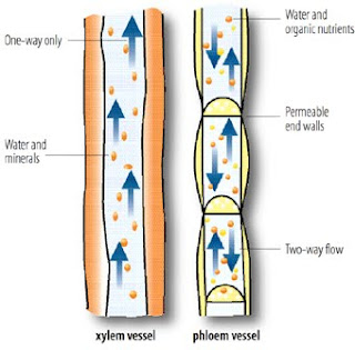Plant Materials & Usage: The Vascular Plants (Tracheophytes)