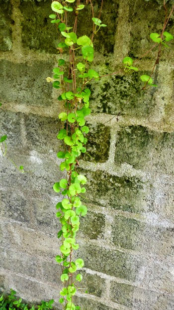 Erect Centella-Rata Gotukola | SL Flora