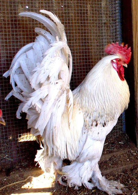 BReeder: Fantailed Chickens