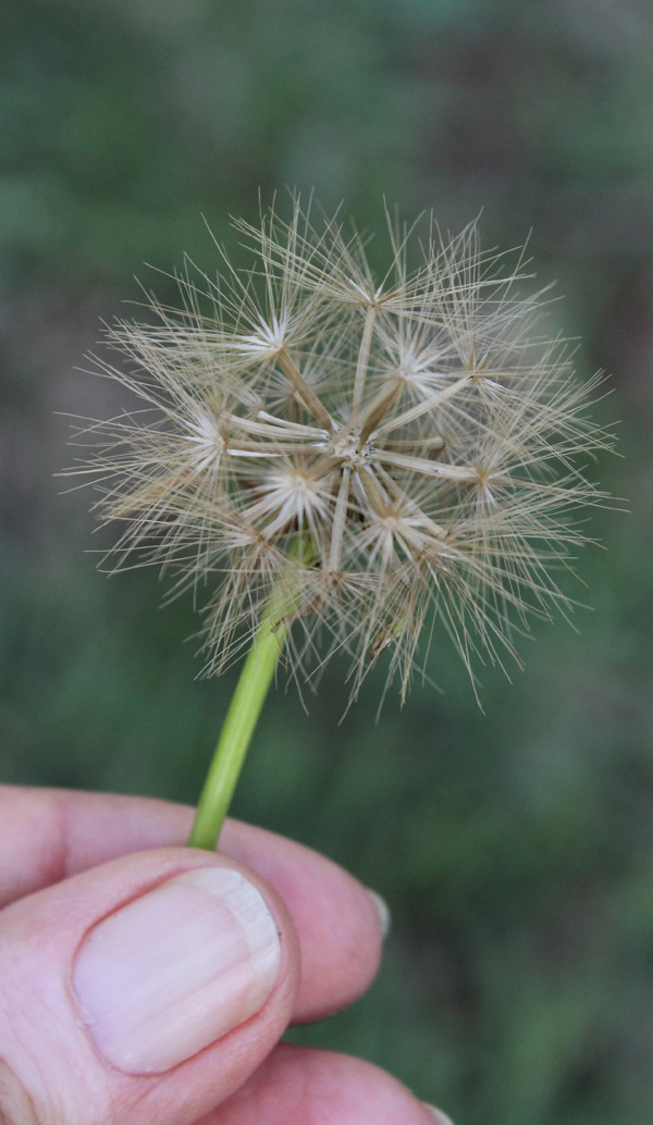 Toowoomba Plants: Murnong