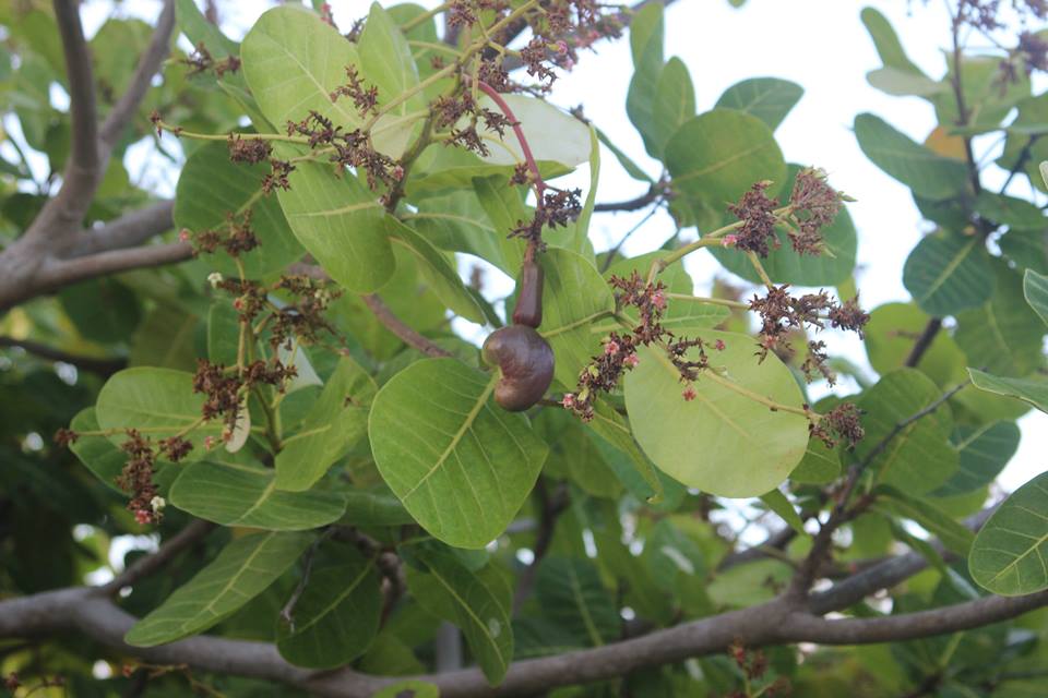 Anacardier ou pomme cajou