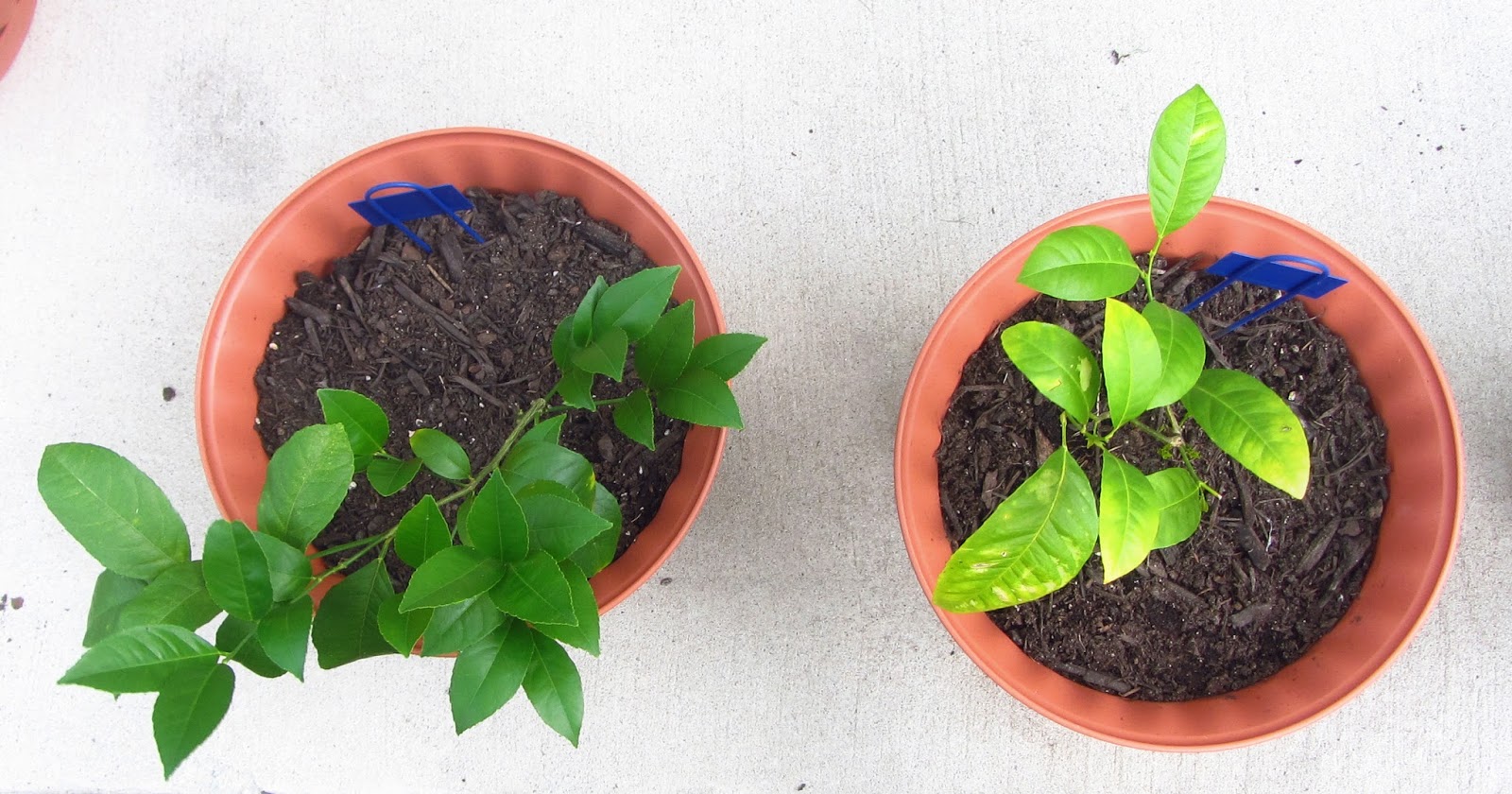 Bobbins of Basil: Saving baby orange tree