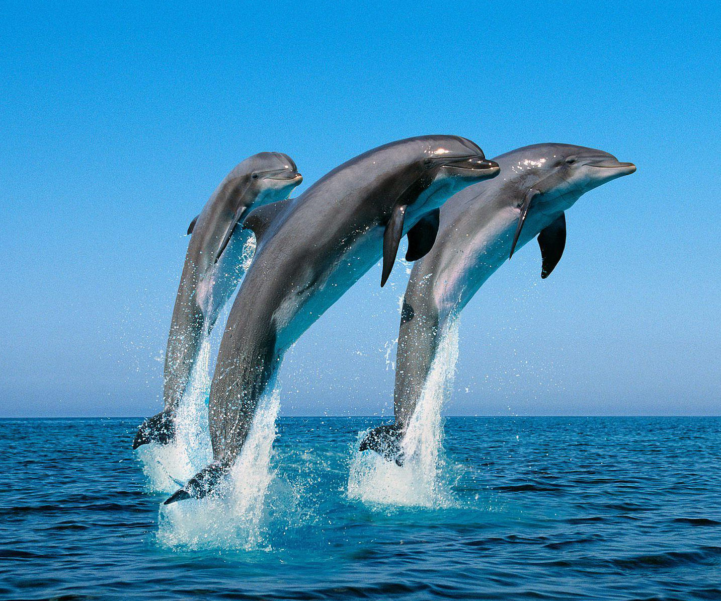 DELFINES