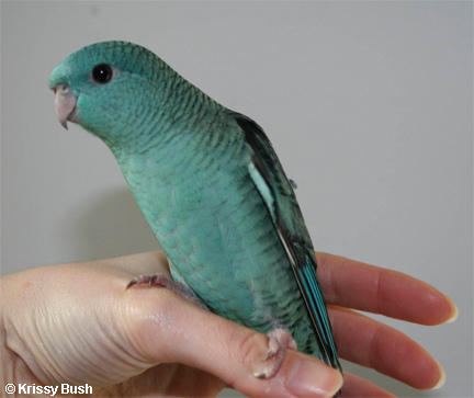 Parrot talk: Little Linnies