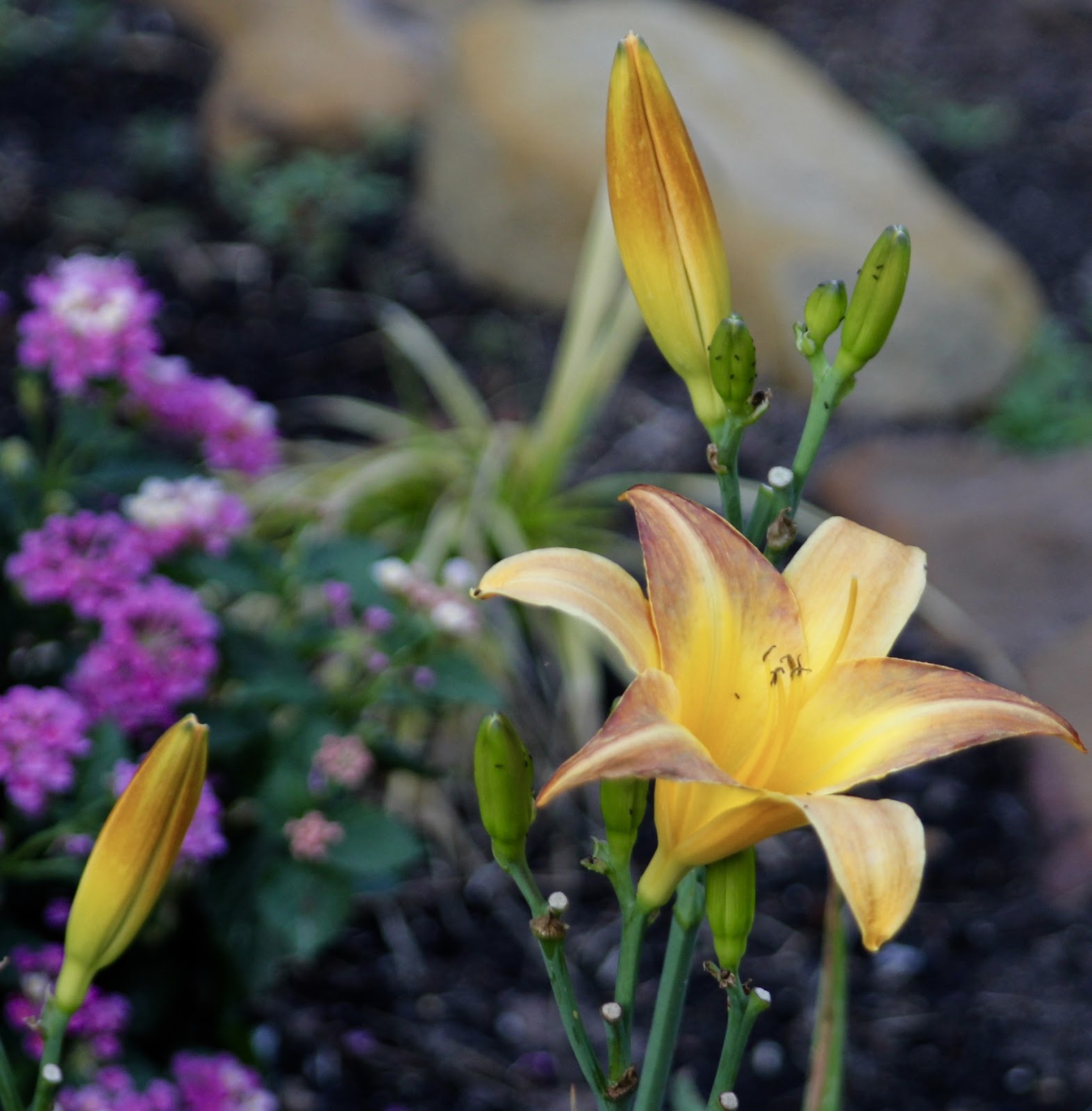 Garden Bloggers' Bloom Day - May 2018